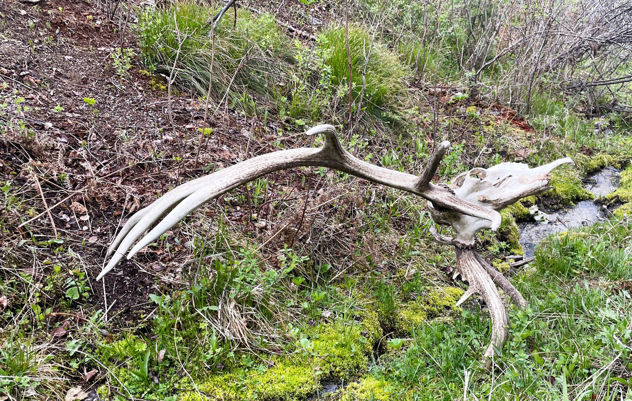 Good In The Woods: Surviving The Wild With Laura Zerra