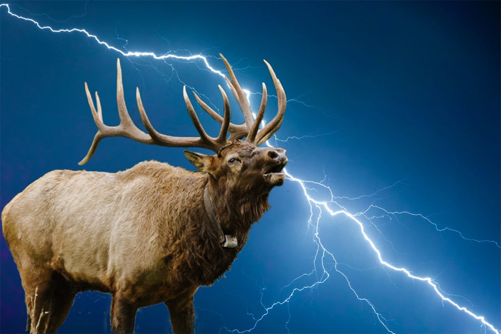 Hunter Shoots Possible Lightning-Struck Elk in Montana
