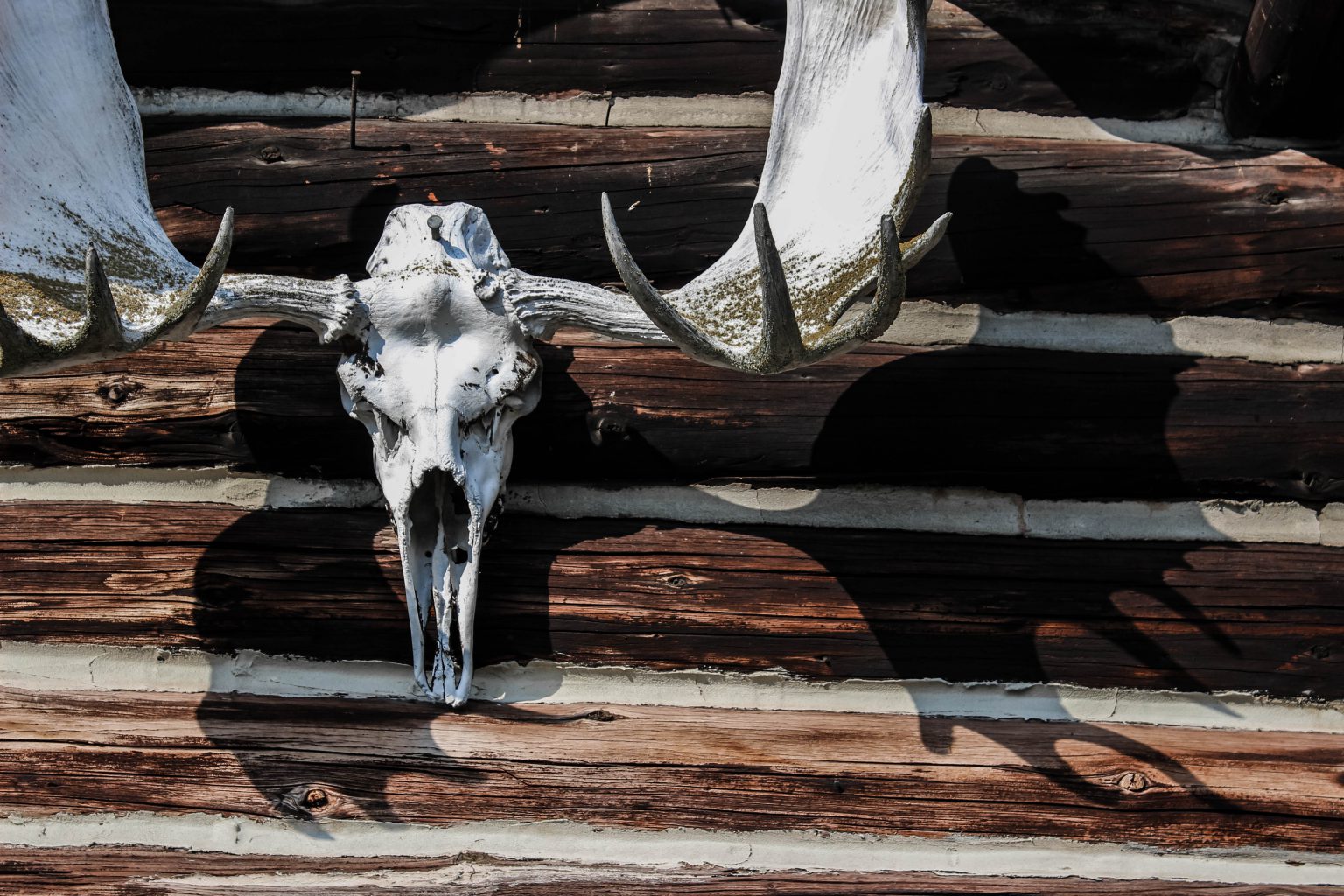 Yukon Moose Hunt Gone Wrong: Surviving 11 Days in the AK Backcountry